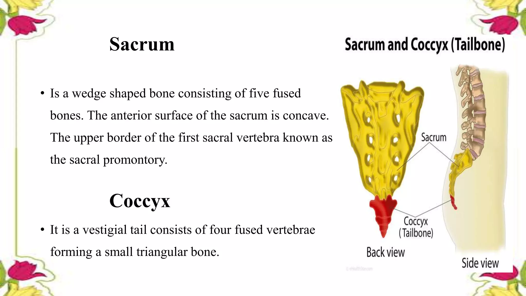 ANATOMY AND PHYSIOLOGY OF FEMALE REPRODUCTIVE SYSTEM.pptx