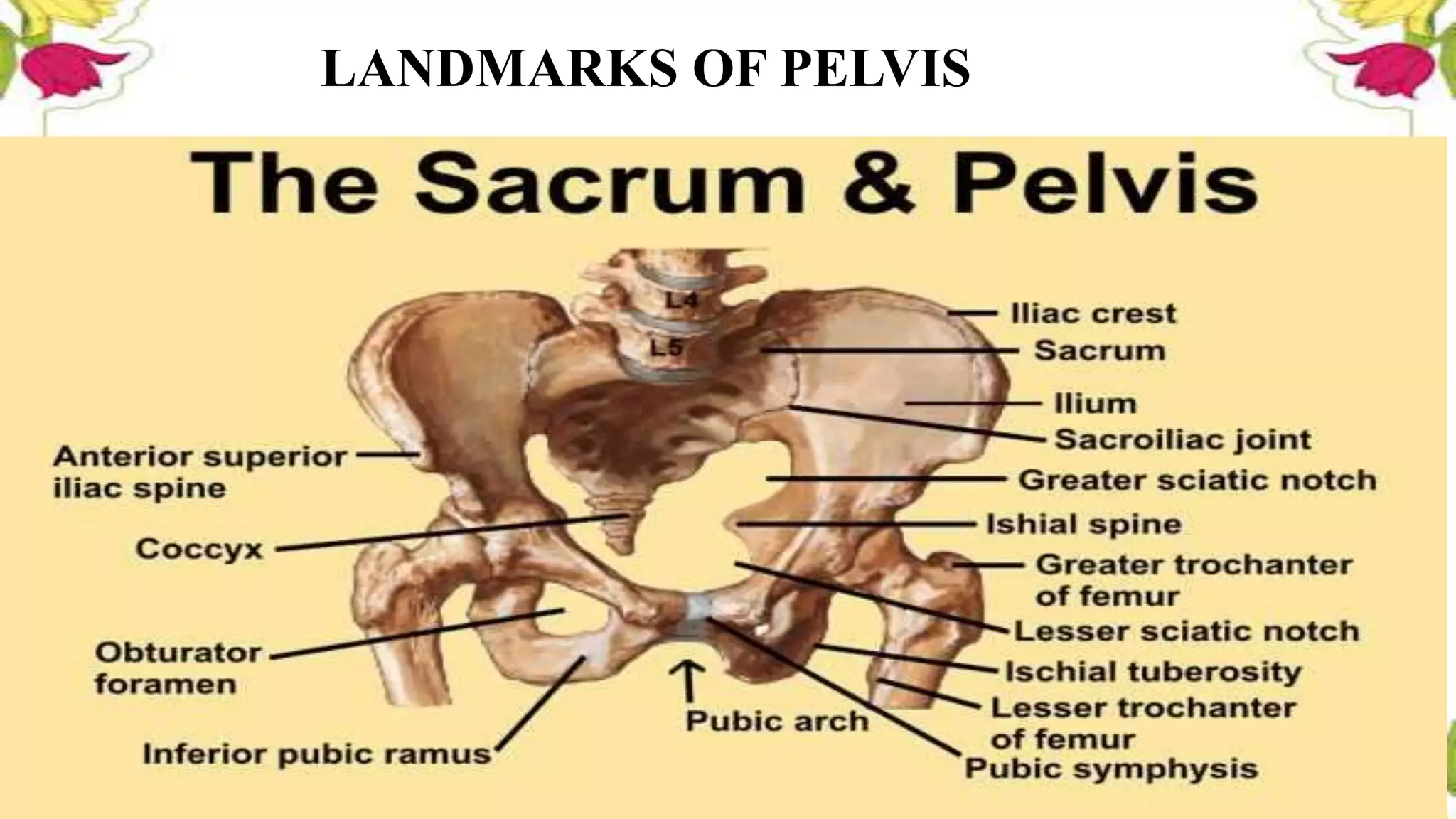 ANATOMY AND PHYSIOLOGY OF FEMALE REPRODUCTIVE SYSTEM.pptx