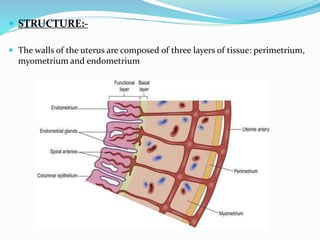ANATOMY AND PHYSIOLOGY OF FEMALE REPRODUCTIVE SYSTEM.pptx