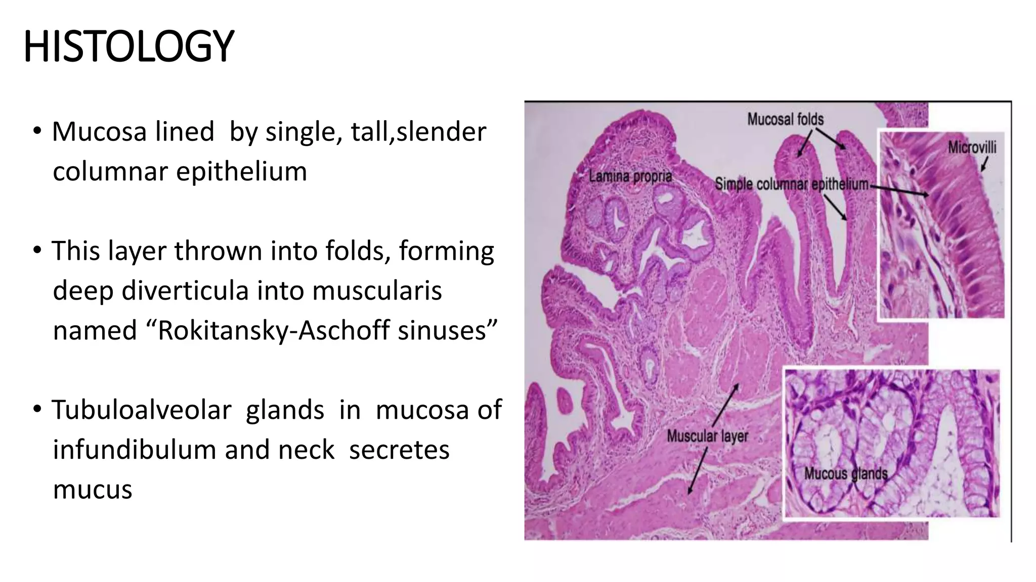 Anatomy and physiology of gall bladder | PPTX
