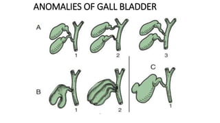 Anatomy and physiology of gall bladder | PPTX