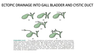 Anatomy and physiology of gall bladder | PPTX