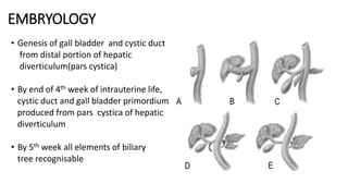 Anatomy and physiology of gall bladder | PPTX