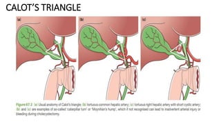 Anatomy and physiology of gall bladder | PPTX