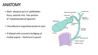 Anatomy and physiology of gall bladder | PPTX