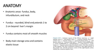 Anatomy and physiology of gall bladder | PPT