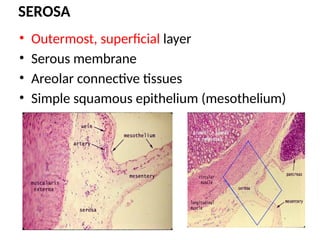 LESSON PLAN ON ANATOMY AND PHYSIOLOGY OF GASTROINTESTINAL SYSTEM.pptx