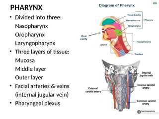LESSON PLAN ON ANATOMY AND PHYSIOLOGY OF GASTROINTESTINAL SYSTEM.pptx