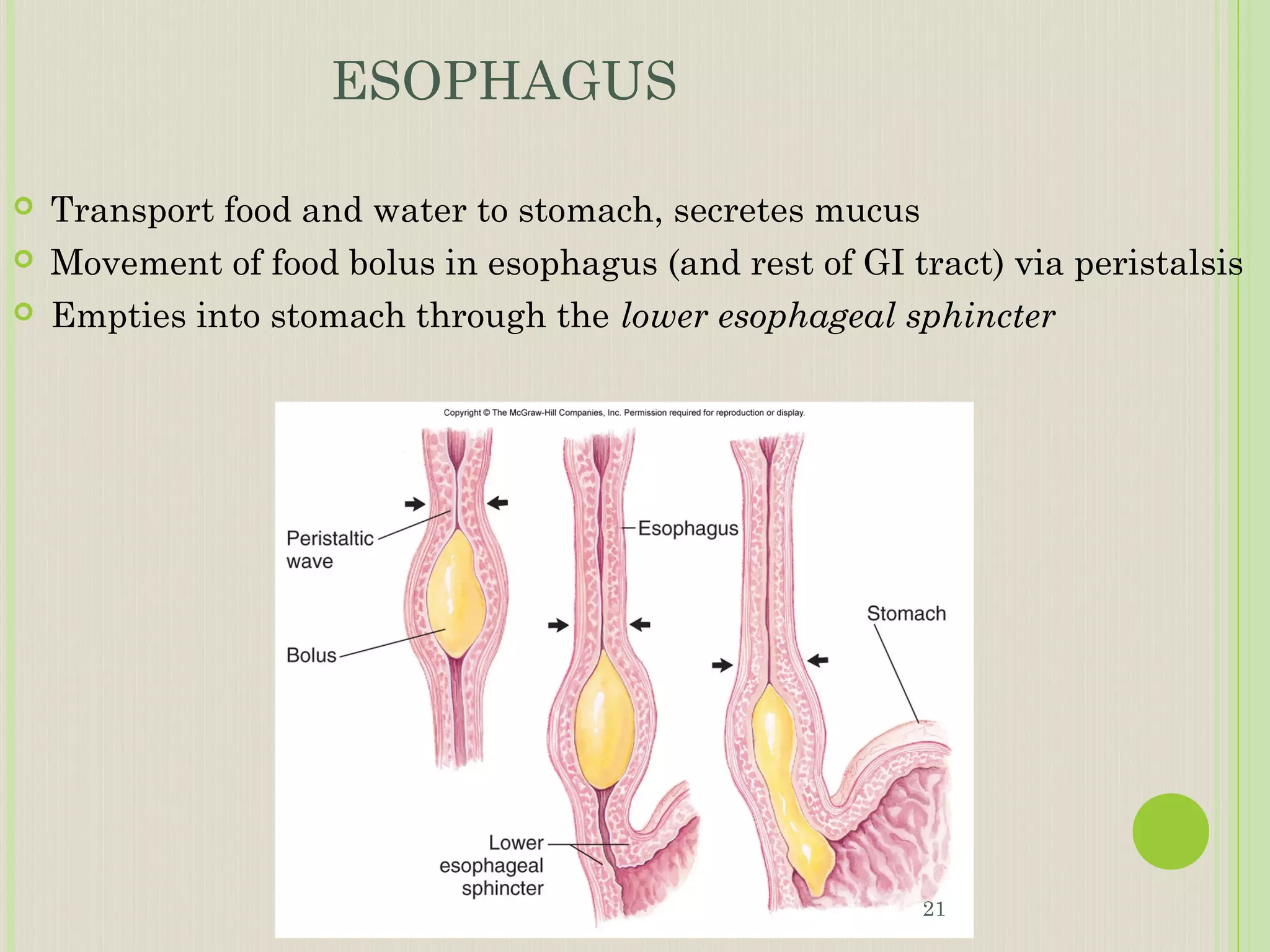 Anatomy and Physiology of GI Tract | PPT
