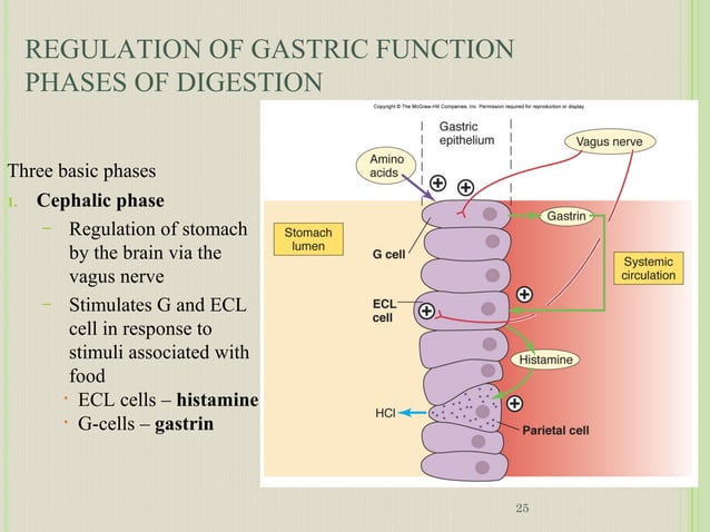 Anatomy and Physiology of GI Tract | PPT