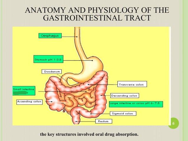 Anatomy and Physiology of GI Tract | PPT