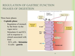 Anatomy and Physiology of GI Tract | PPT