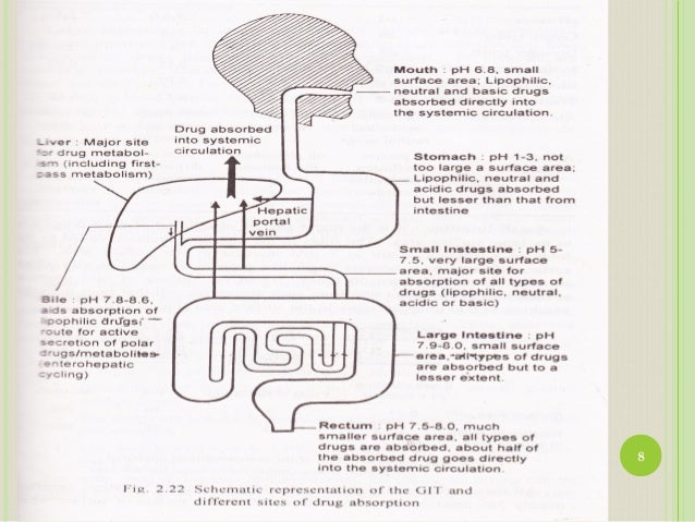 Anatomy And Physiology Of Gi Tract
