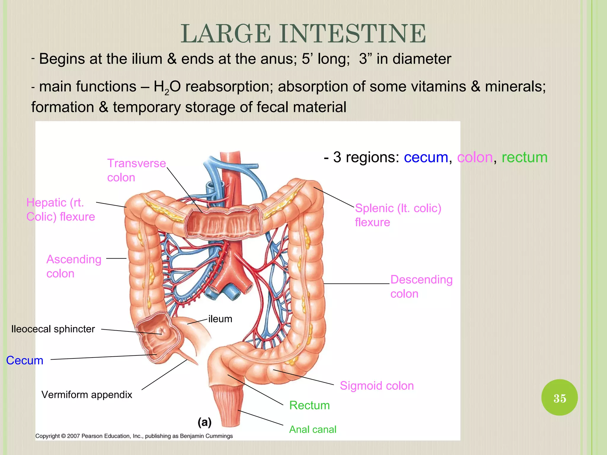 anatomyandphysiologyofgi.pdf