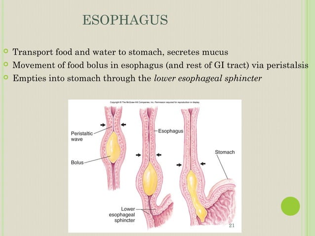 anatomyandphysiologyofgi.pdf