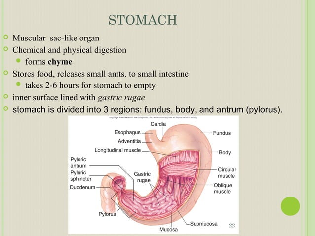 anatomyandphysiologyofgi.pdf