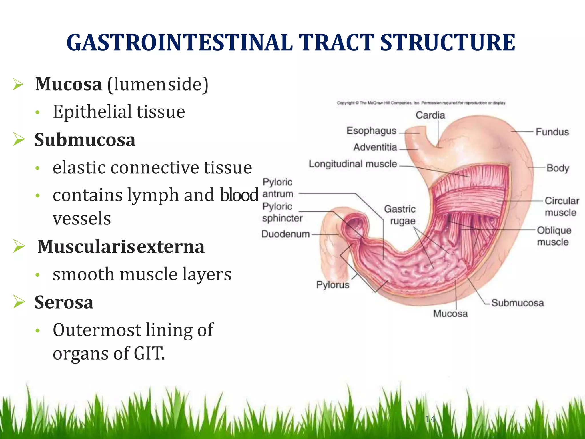 Anatomy and physiology of git | PPTX