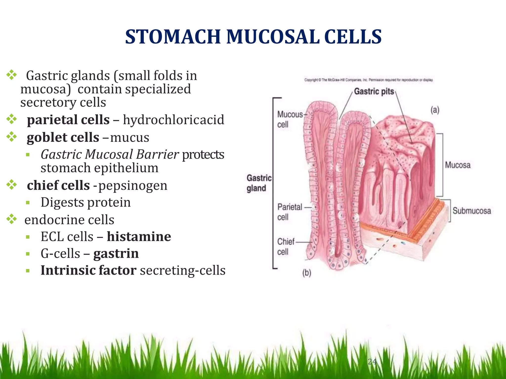 Anatomy and physiology of git | PPTX