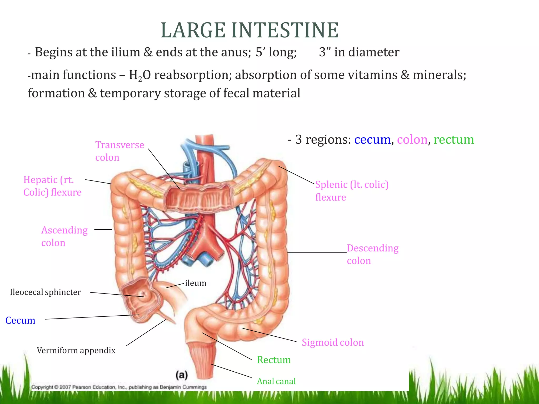 Anatomy and physiology of git | PPTX
