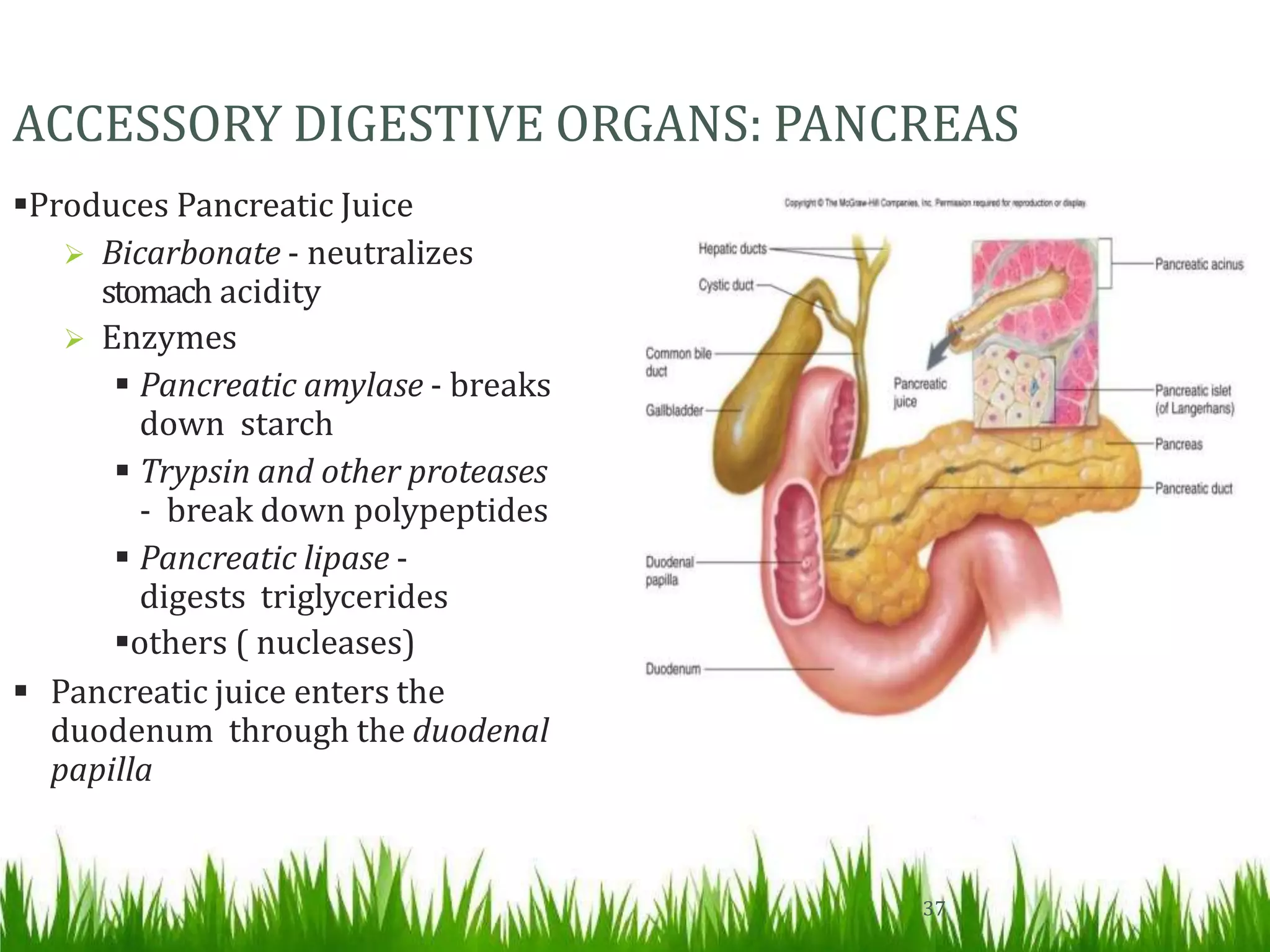 Anatomy and physiology of git | PPTX