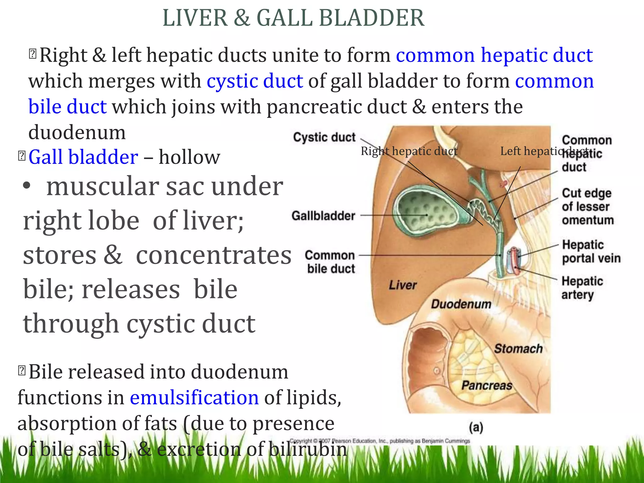 Anatomy and physiology of git | PPTX
