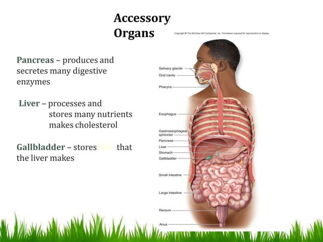 Anatomy and physiology of git | PPTX
