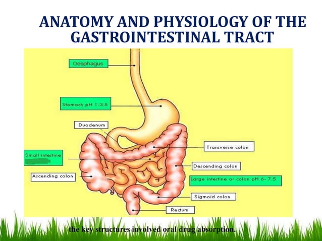 Anatomy and physiology of git | PPTX