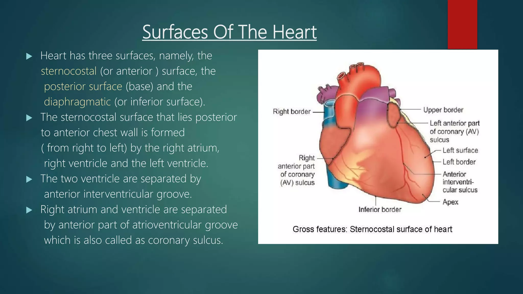 ANATOMY AND PHYSIOLOGY OF HEART | PPTX