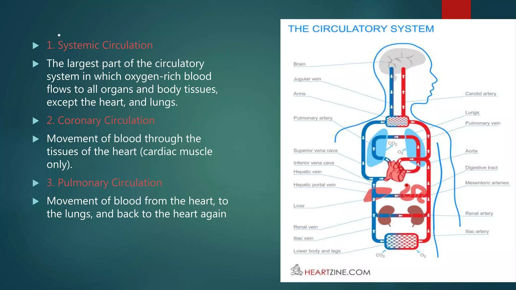 ANATOMY AND PHYSIOLOGY OF HEART | PPT