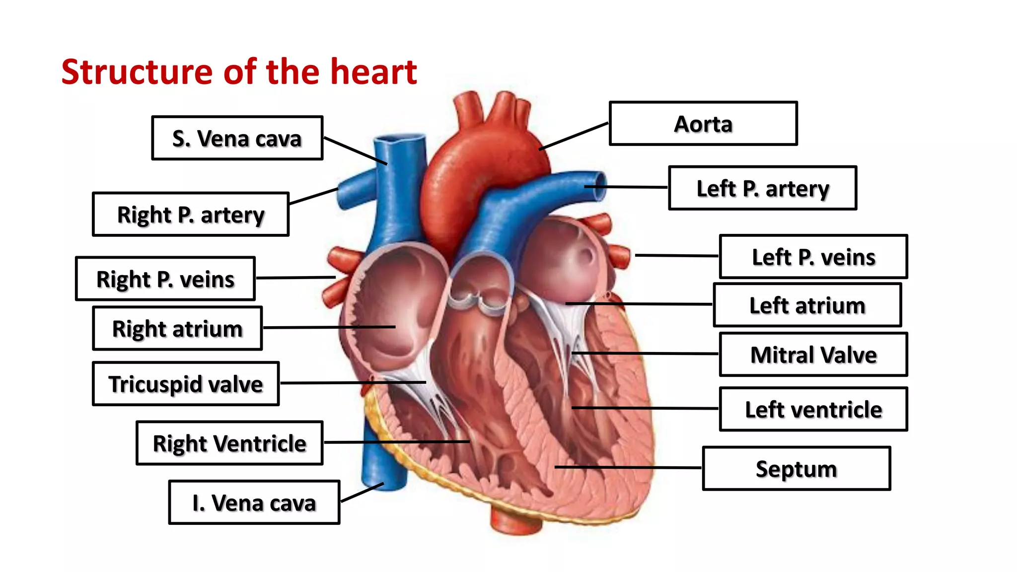 Anatomy and Physiology of Heart.pdf