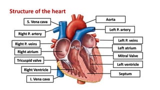 Anatomy and Physiology of Heart.pdf