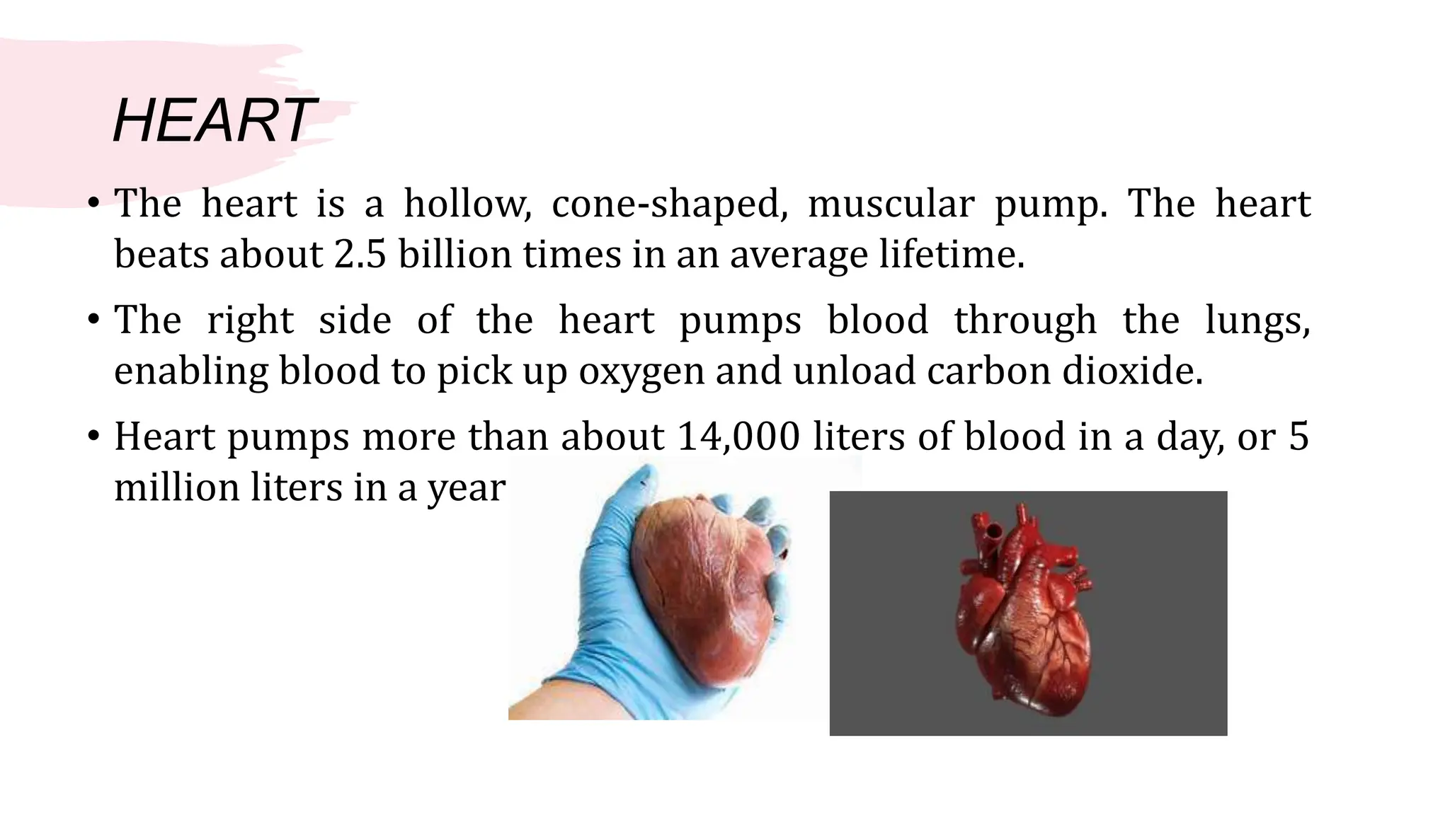 anatomy and physiology of human heart BY DEEPIKA.R | PPTX