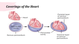 anatomy and physiology of human heart BY DEEPIKA.R | PPTX