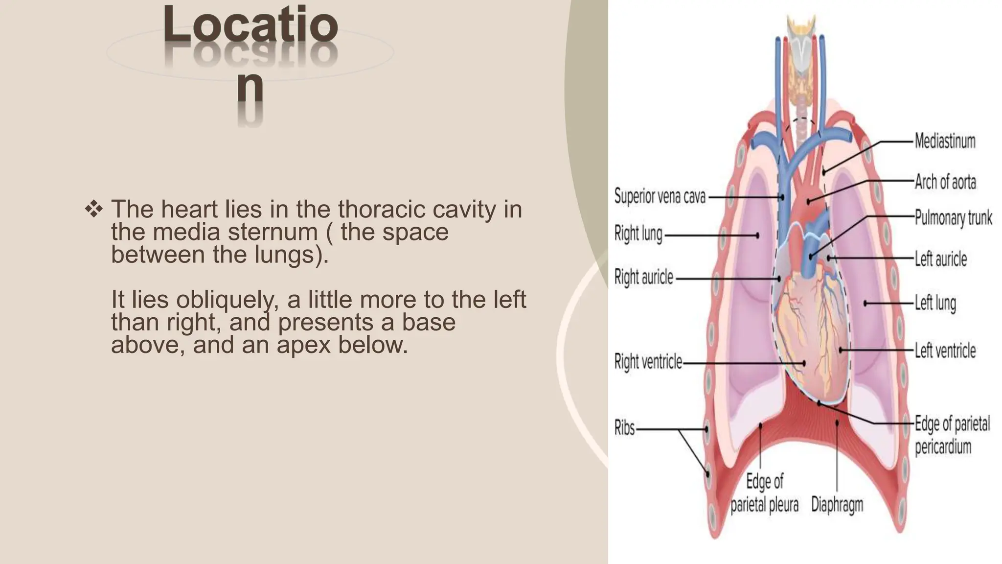 Anatomy and Physiology of Heart (Cardiovascular system).pptx