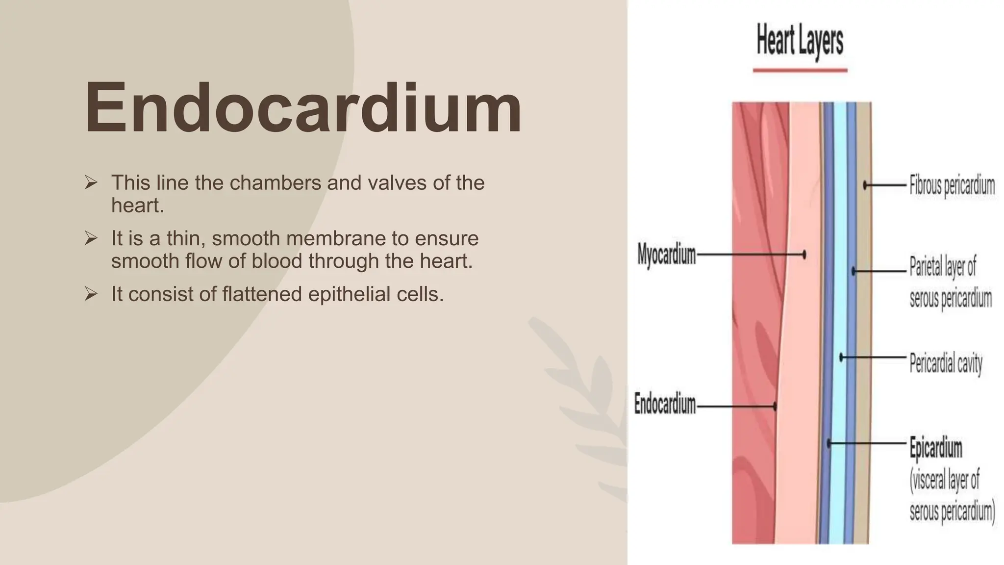 Anatomy and Physiology of Heart (Cardiovascular system).pptx