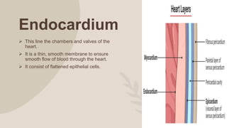 Anatomy and Physiology of Heart (Cardiovascular system).pptx