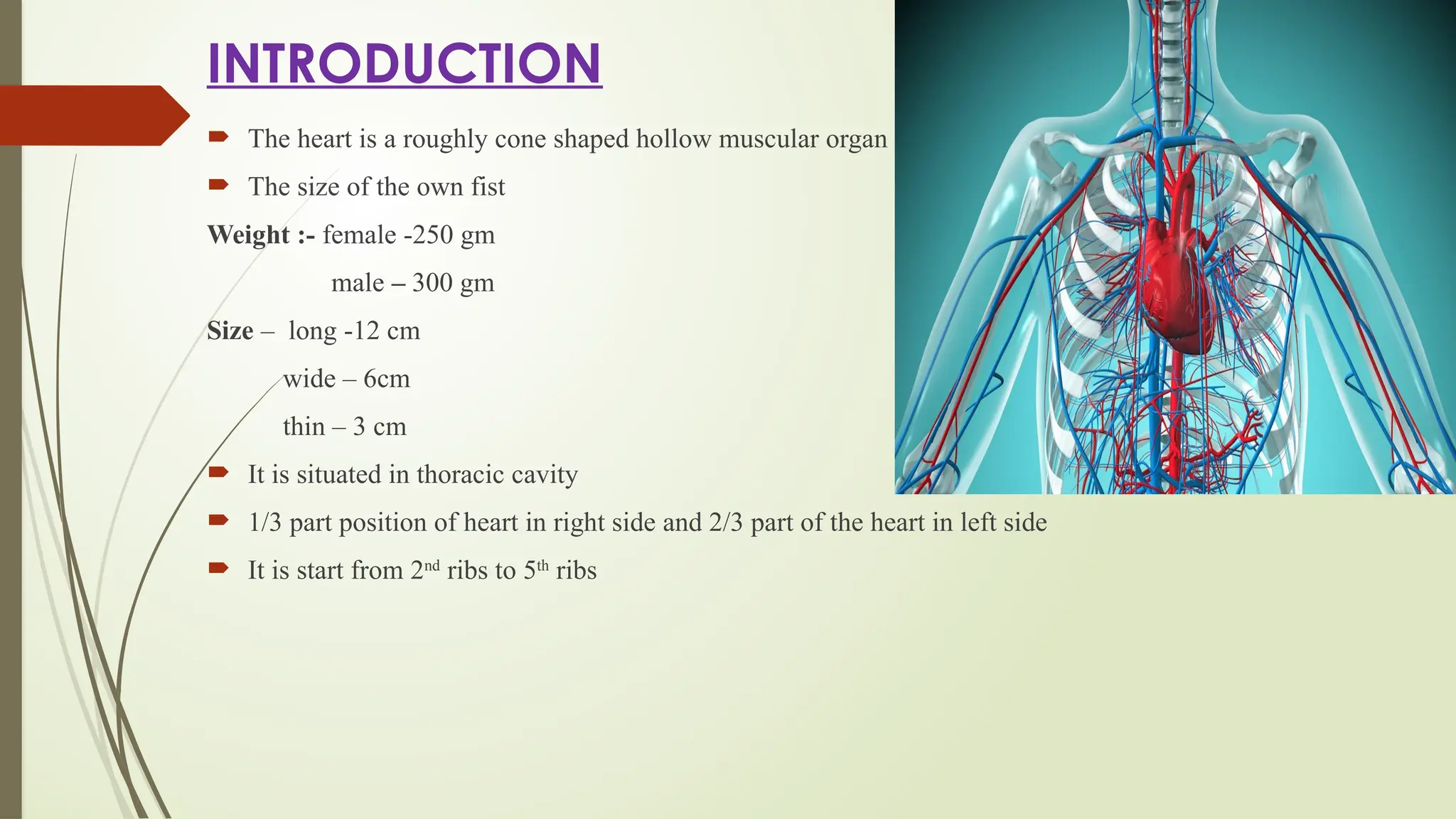 Anatomy and physiology of heart and its function | PPTX
