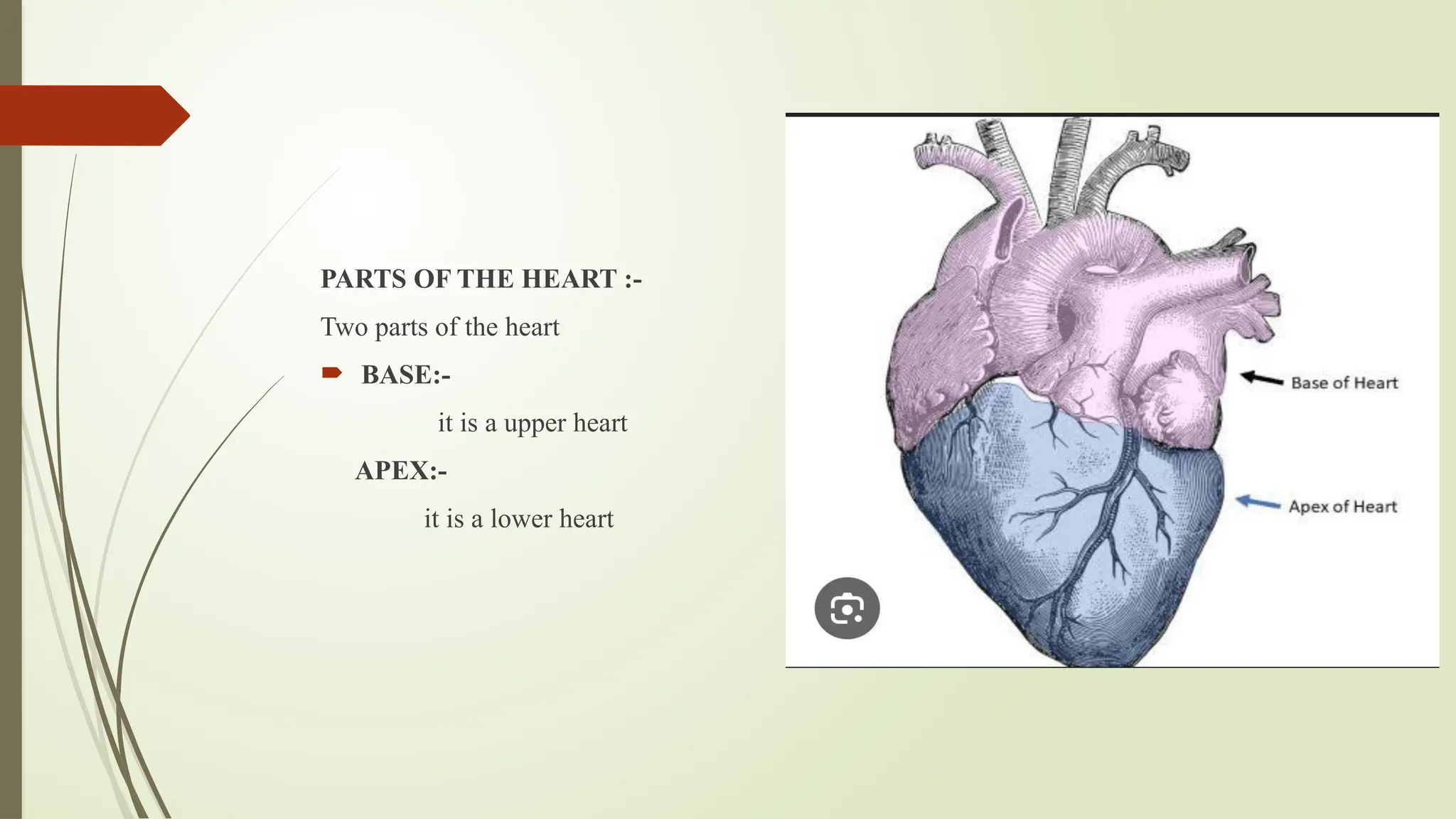 Anatomy and physiology of heart and its function | PPTX