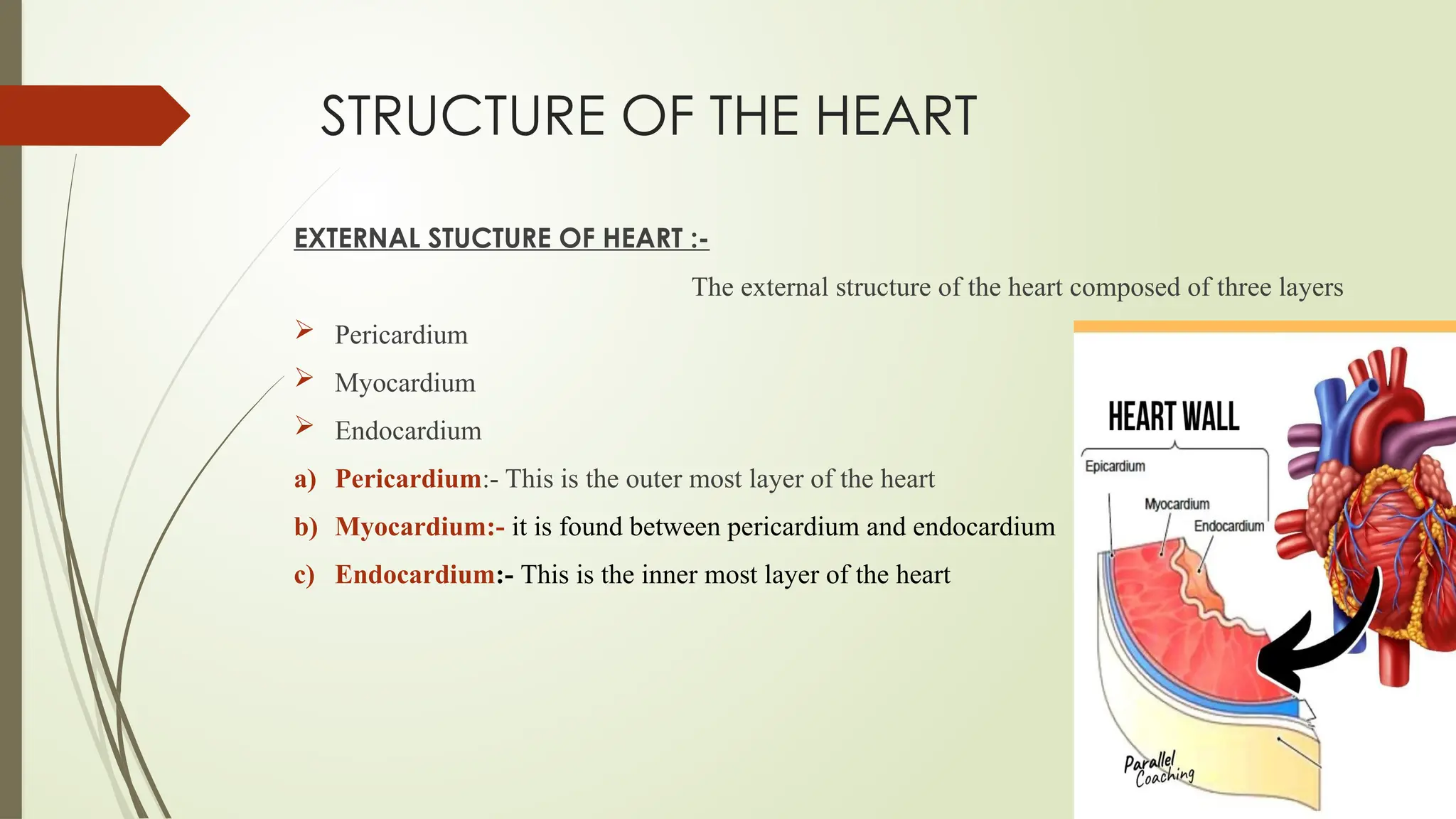 Anatomy and physiology of heart and its function | PPTX