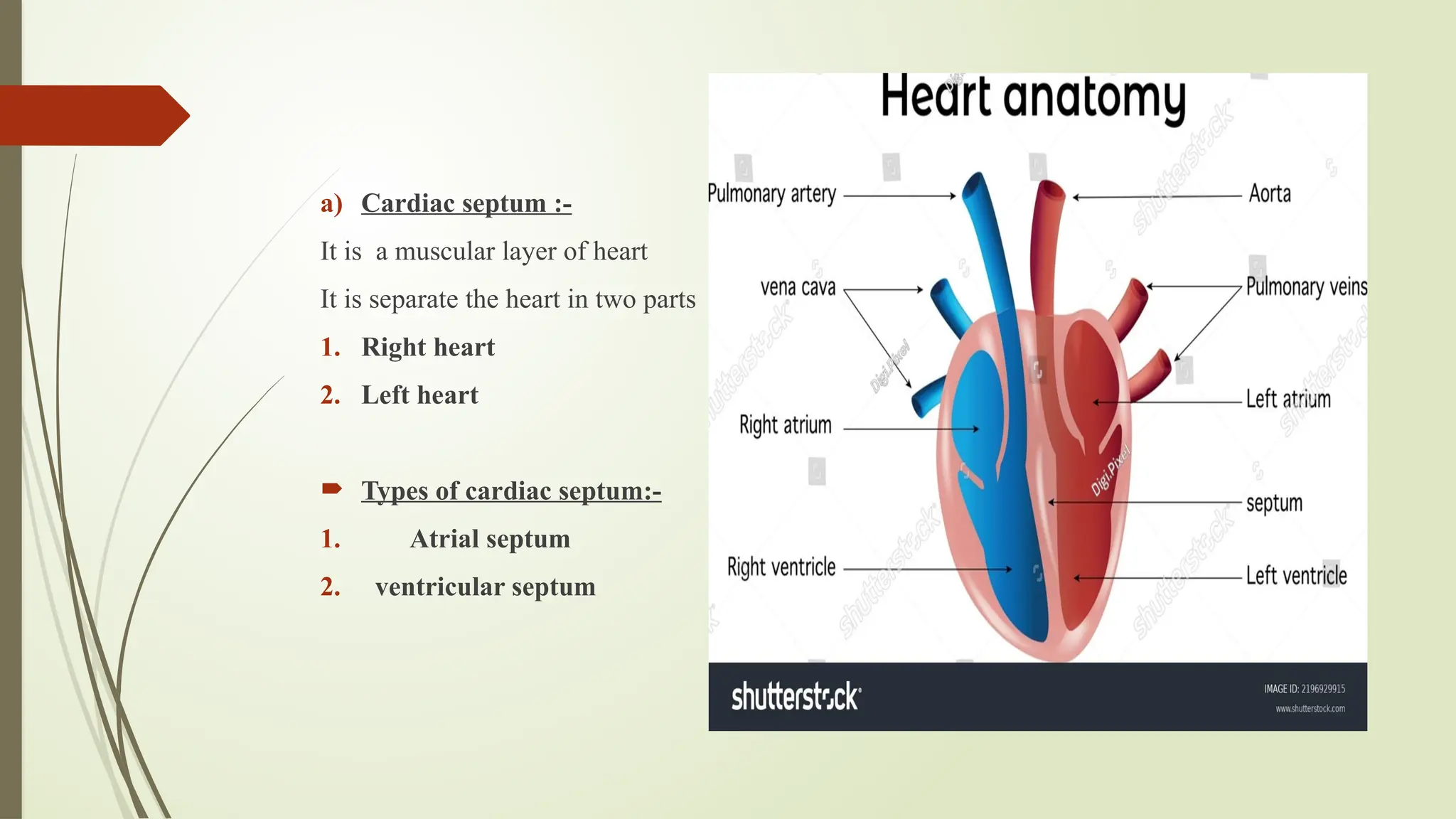 Anatomy and physiology of heart and its function | PPTX