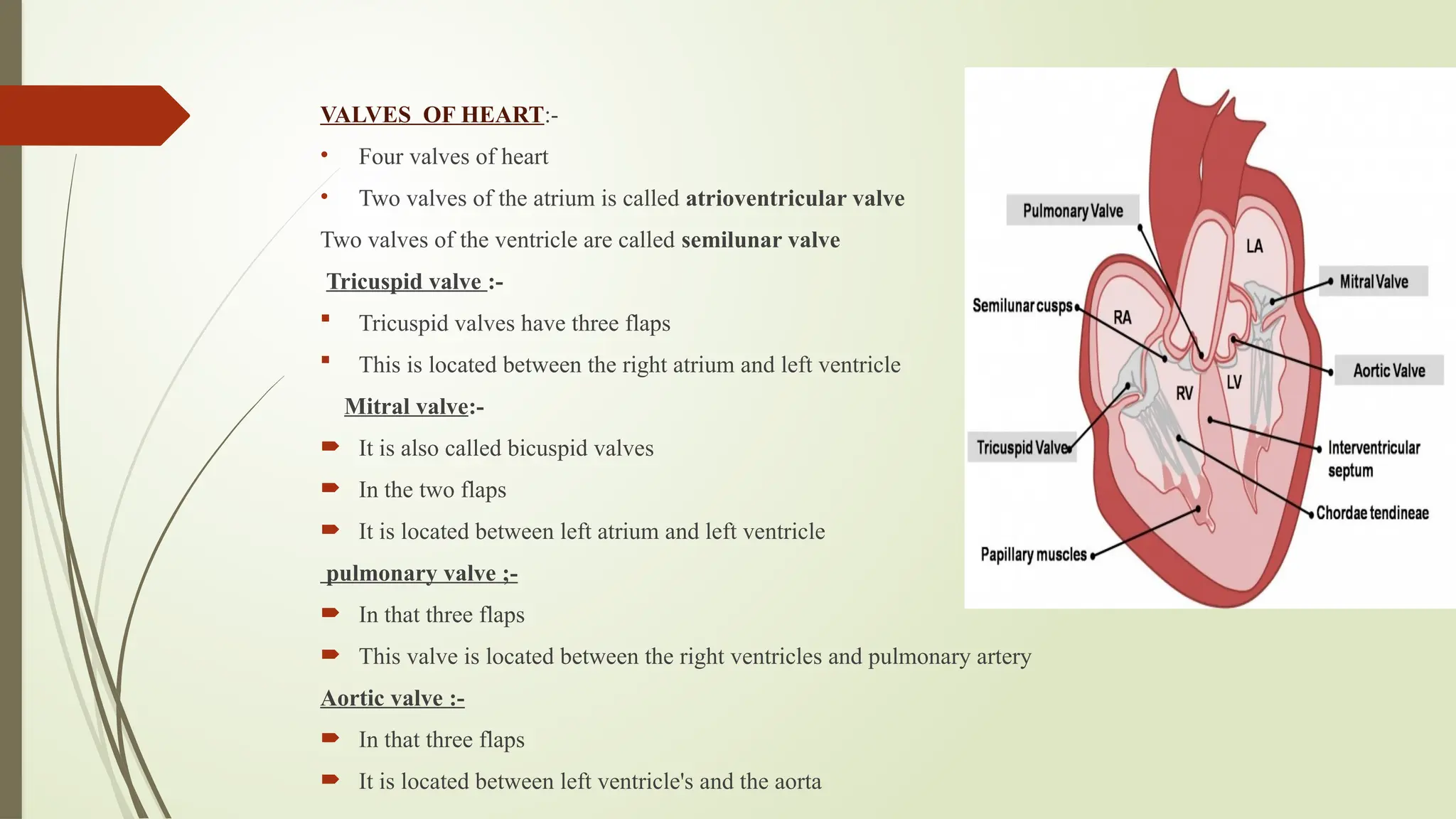 Anatomy and physiology of heart and its function | PPTX
