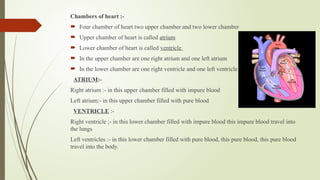 Anatomy and physiology of heart and its function | PPTX