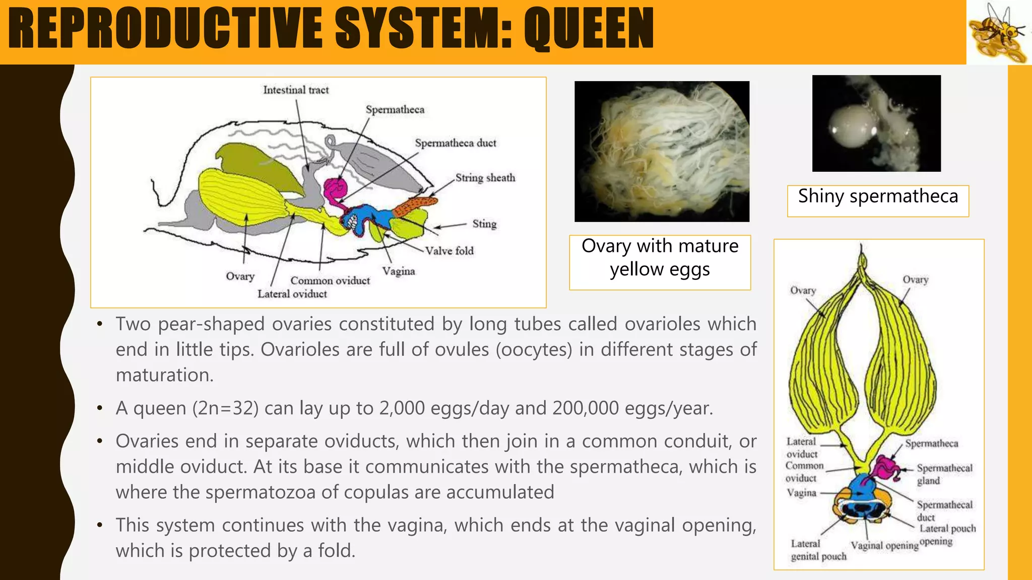 Anatomy and physiology of Honey Bees.pptx