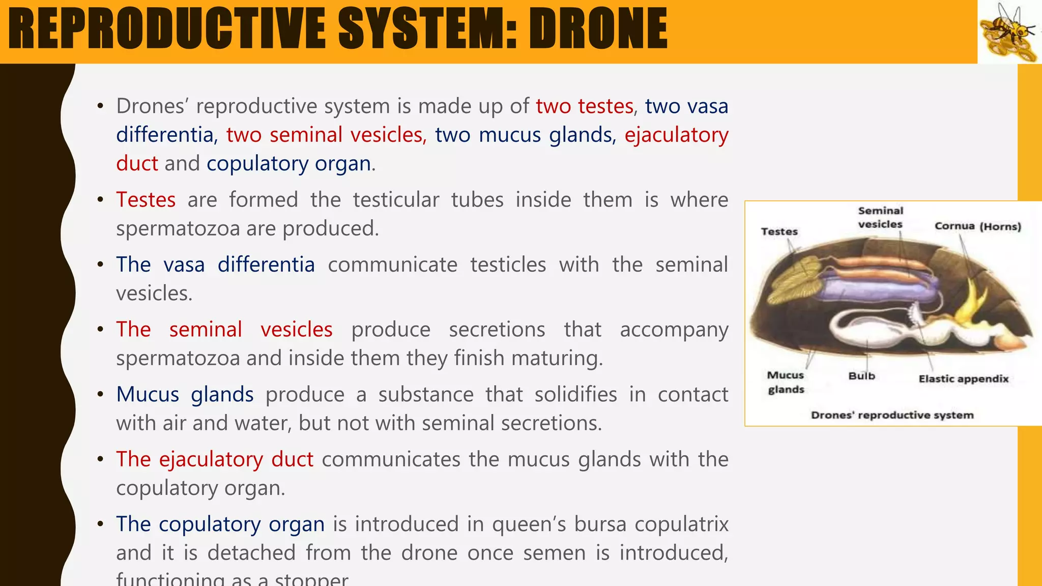 Anatomy and physiology of Honey Bees.pptx