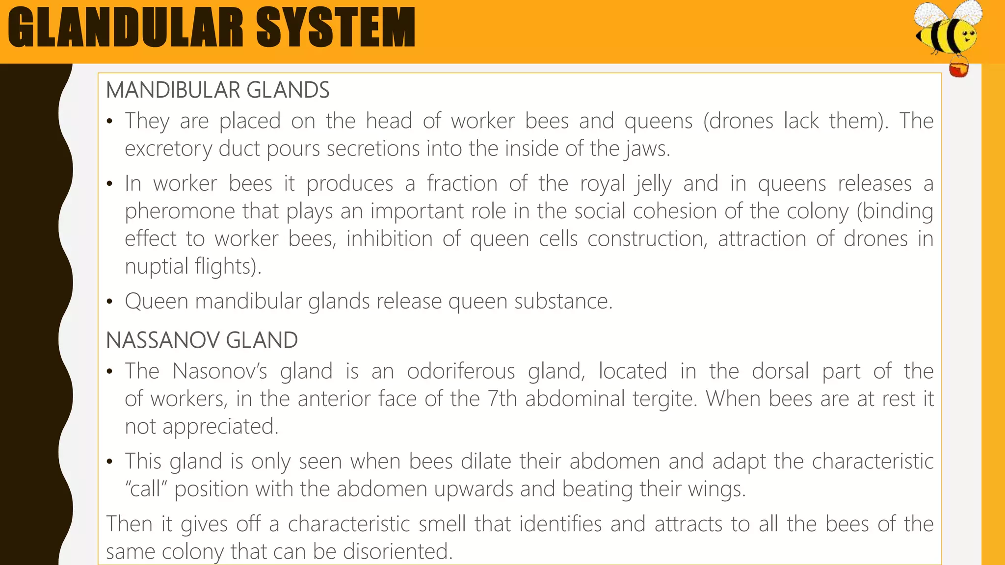 Anatomy and physiology of Honey Bees.pptx