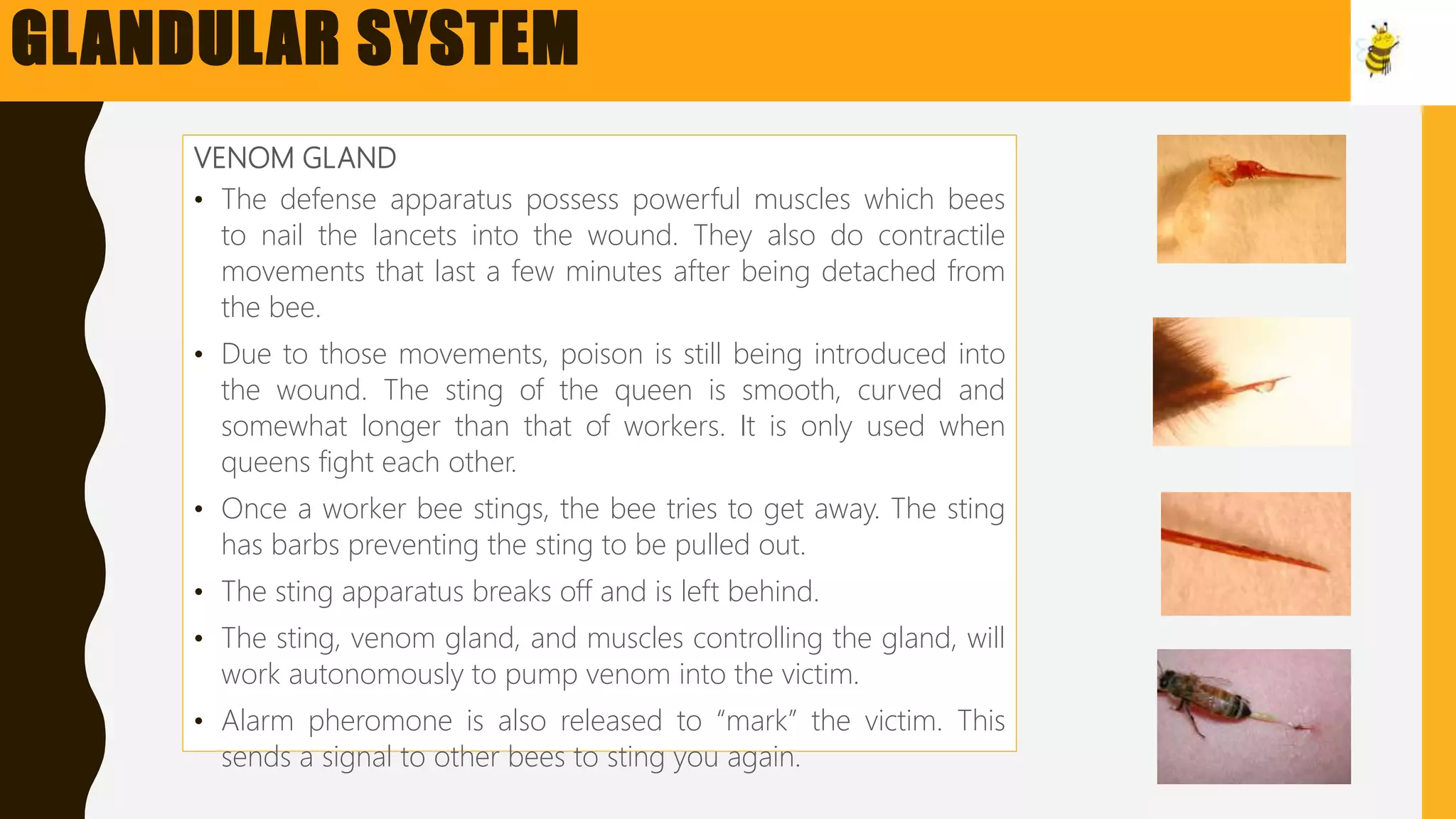 Anatomy and physiology of Honey Bees.pptx