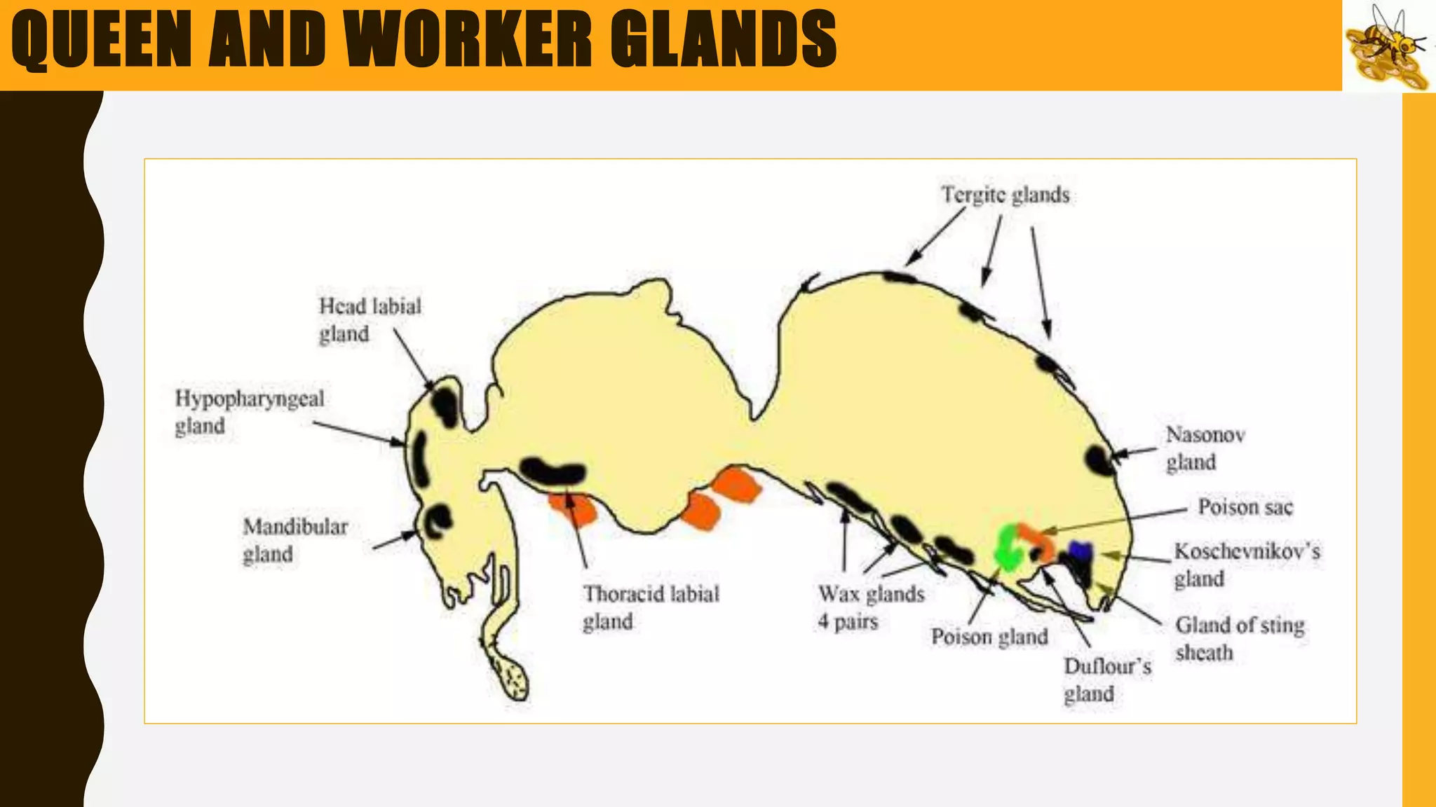 Anatomy and physiology of Honey Bees.pptx