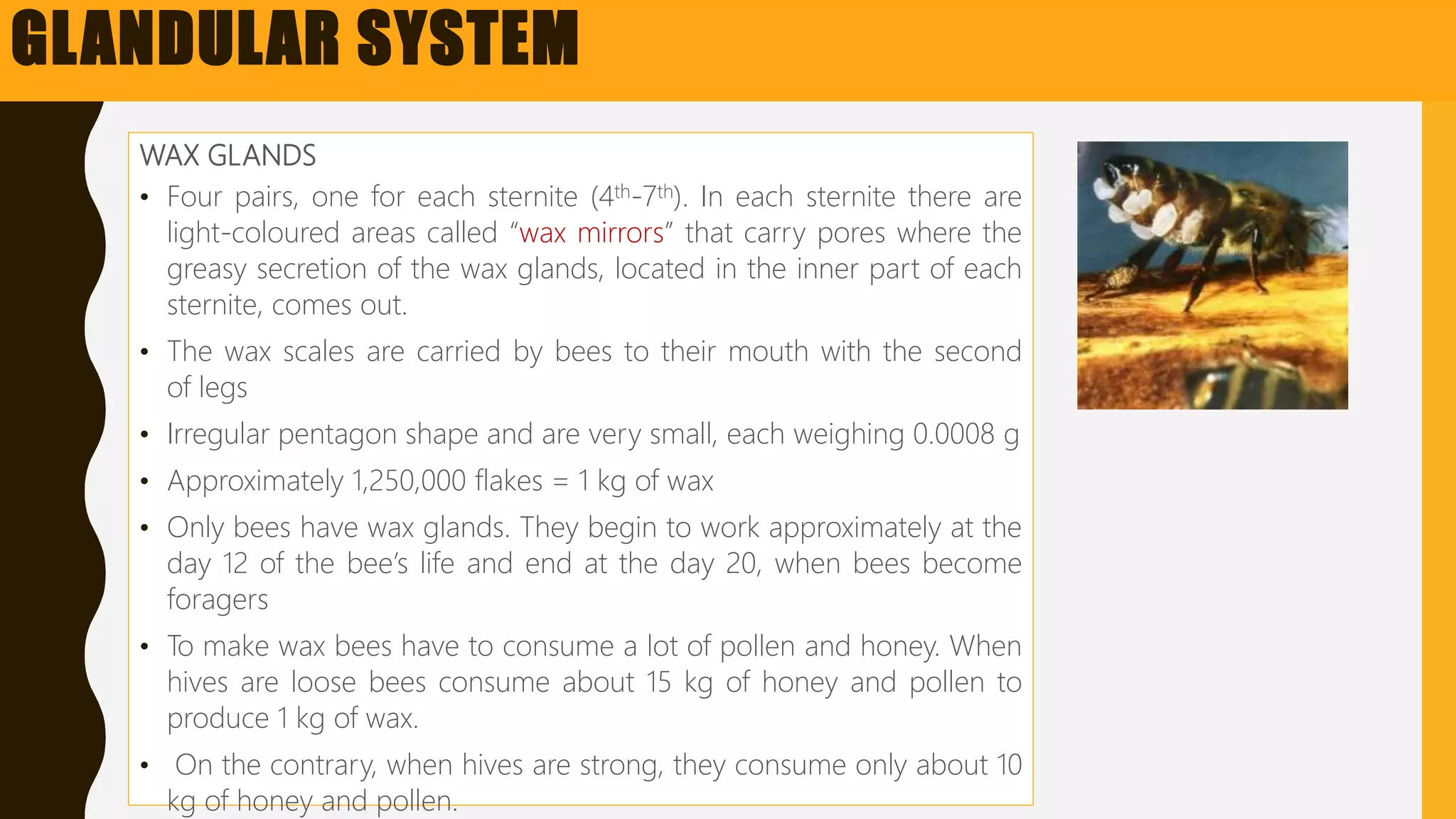 Anatomy and physiology of Honey Bees.pptx