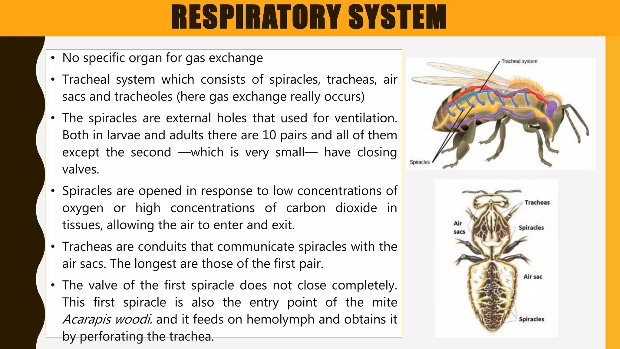 Anatomy and physiology of Honey Bees.pptx