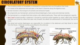 Anatomy and physiology of Honey Bees.pptx